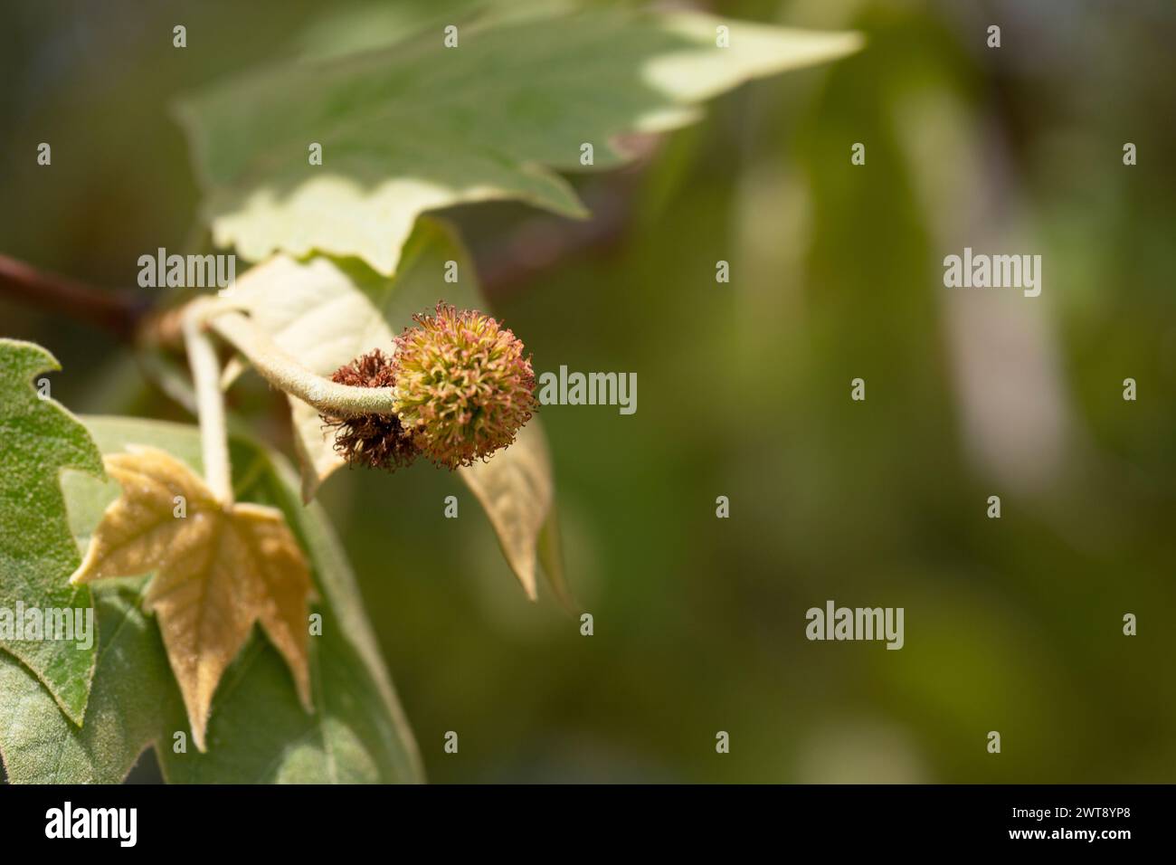 Leaves and fruits of Platanus occidentalis, also known as American ...