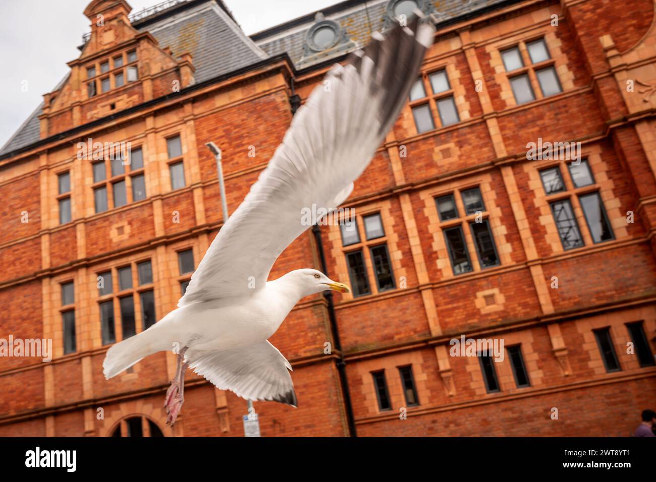 Brighton, March 16th 2024: A seagull flying in the street Stock Photo ...