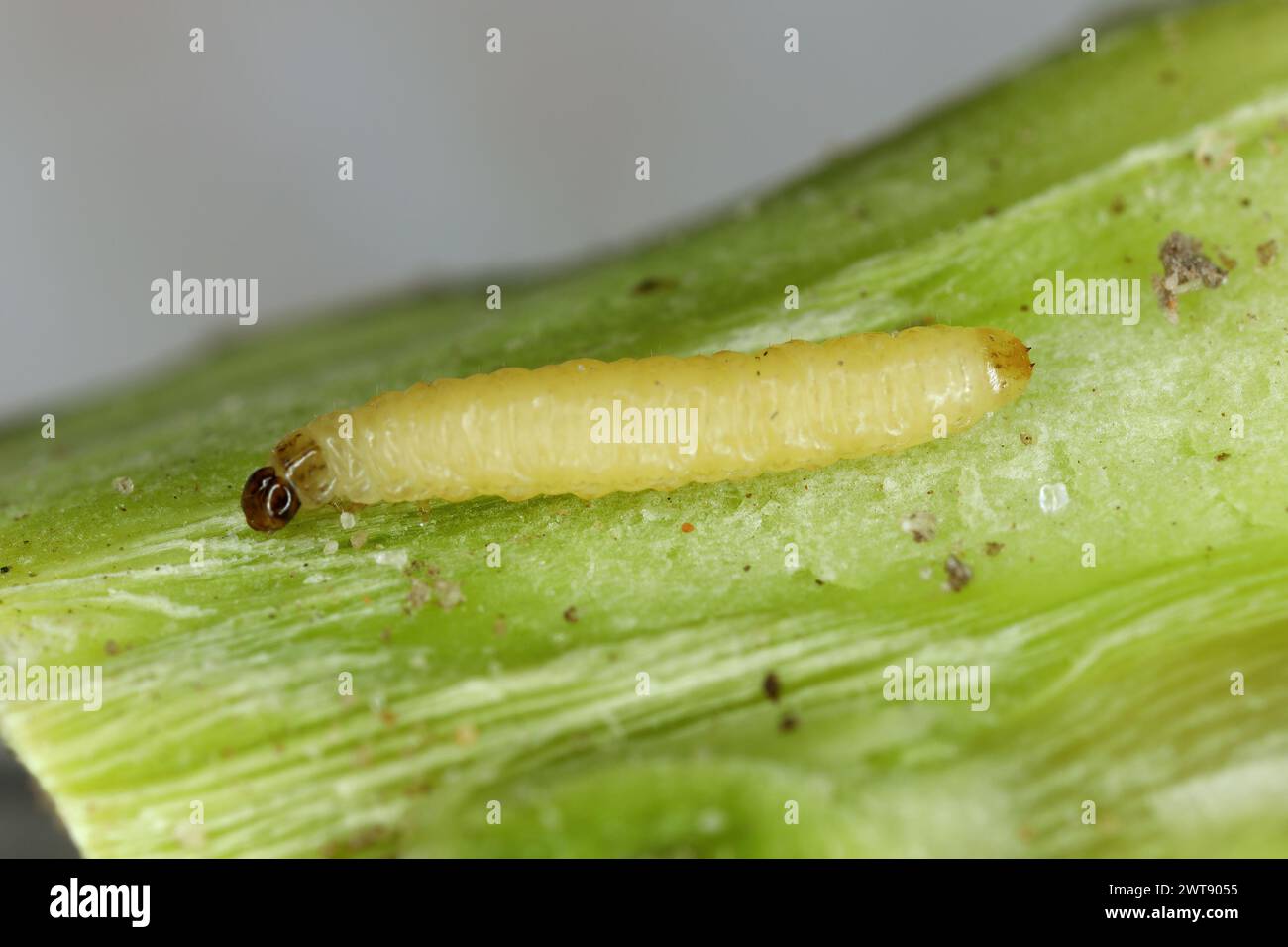 Larva of Psylliodes chrysocephala or chrysocephalus, commonly known as ...