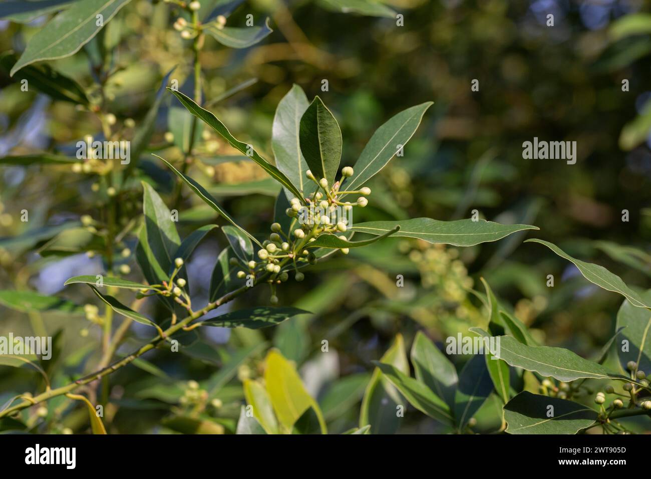 Bay laurel (Laurus nobilis) flowers Laureaceae evergreen tree Stock ...