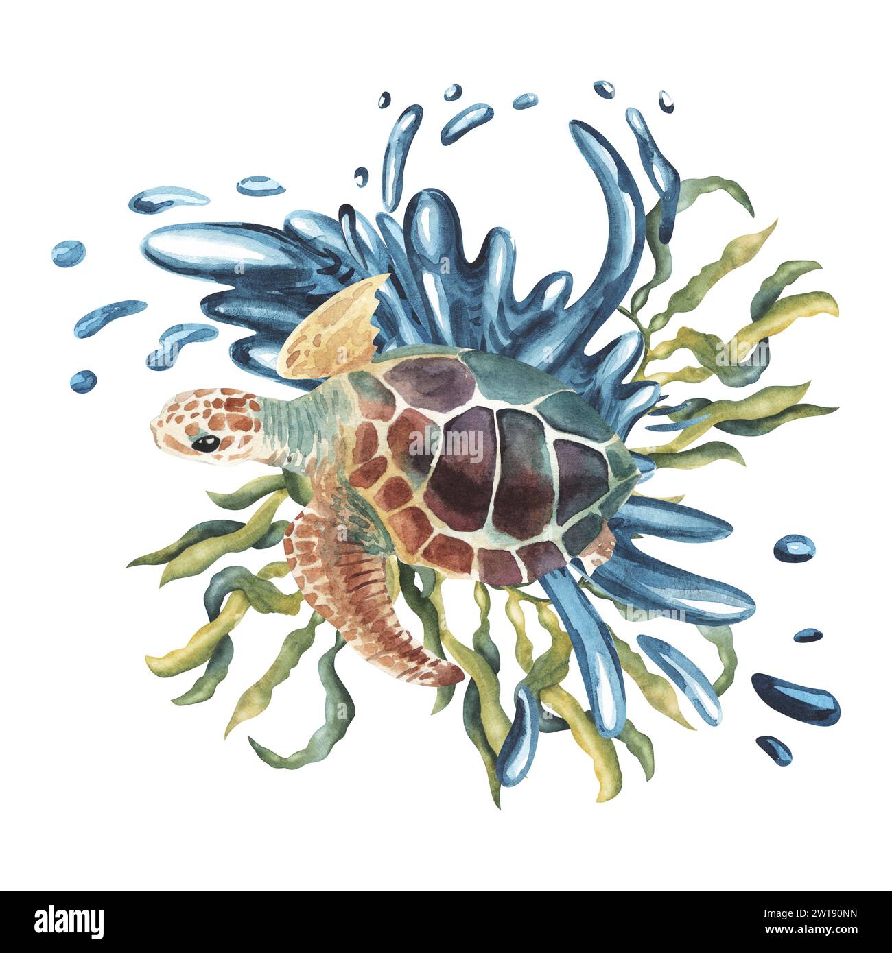Watercolor sea turtle with seaweed and water splashes , algae ...