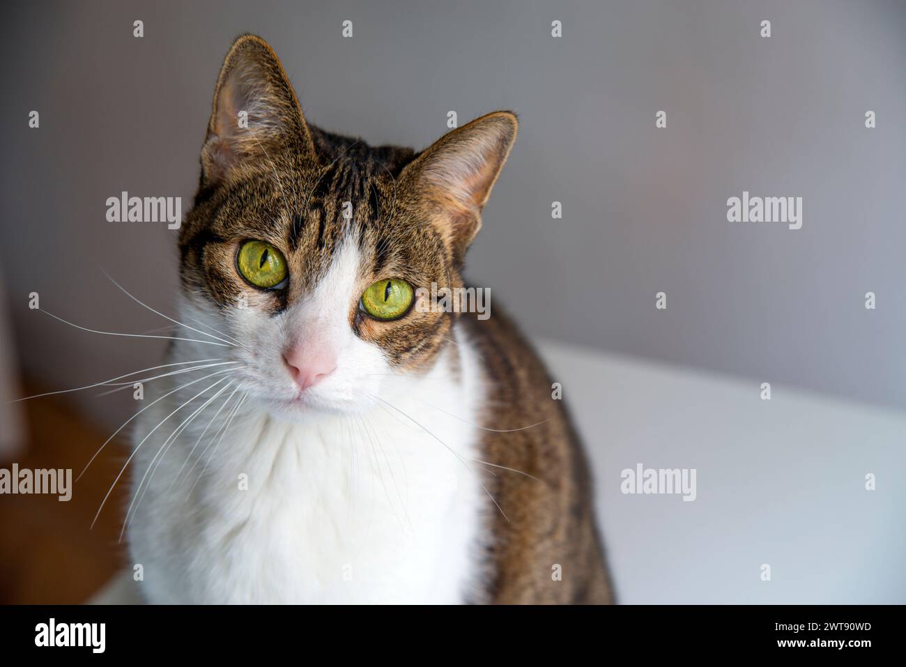 Portrait of tabby and white cat looking at the camera Stock Photo - Alamy
