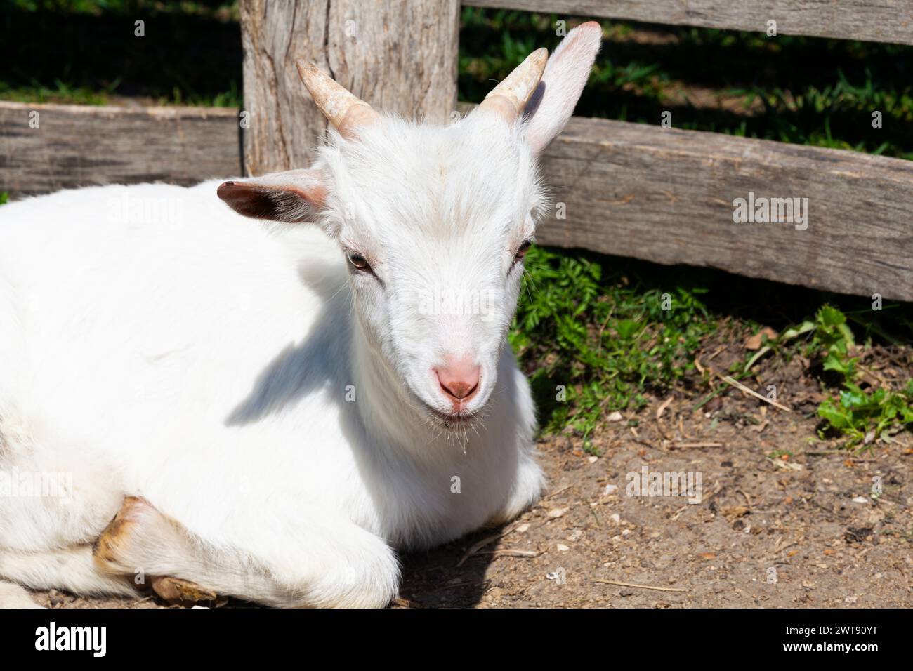 Pastoral scene unfolds hi-res stock photography and images - Alamy