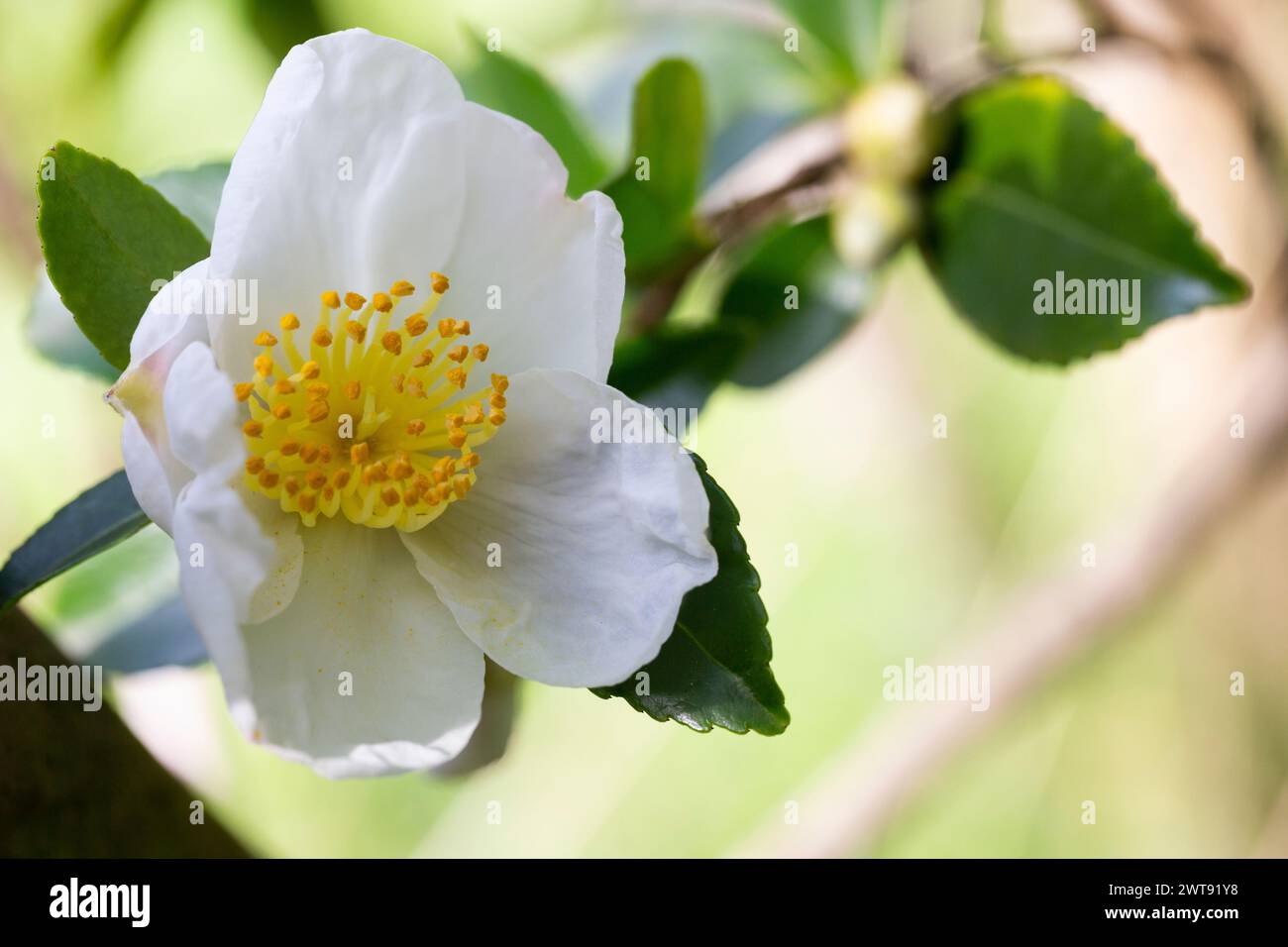Tea leaf and white flower in tea plantation. Flower of tea on trunk ...