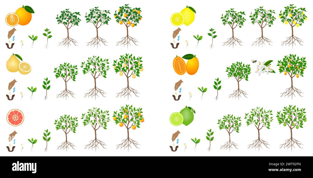 Set of growth cycles of citrus trees on a white background Stock Vector ...
