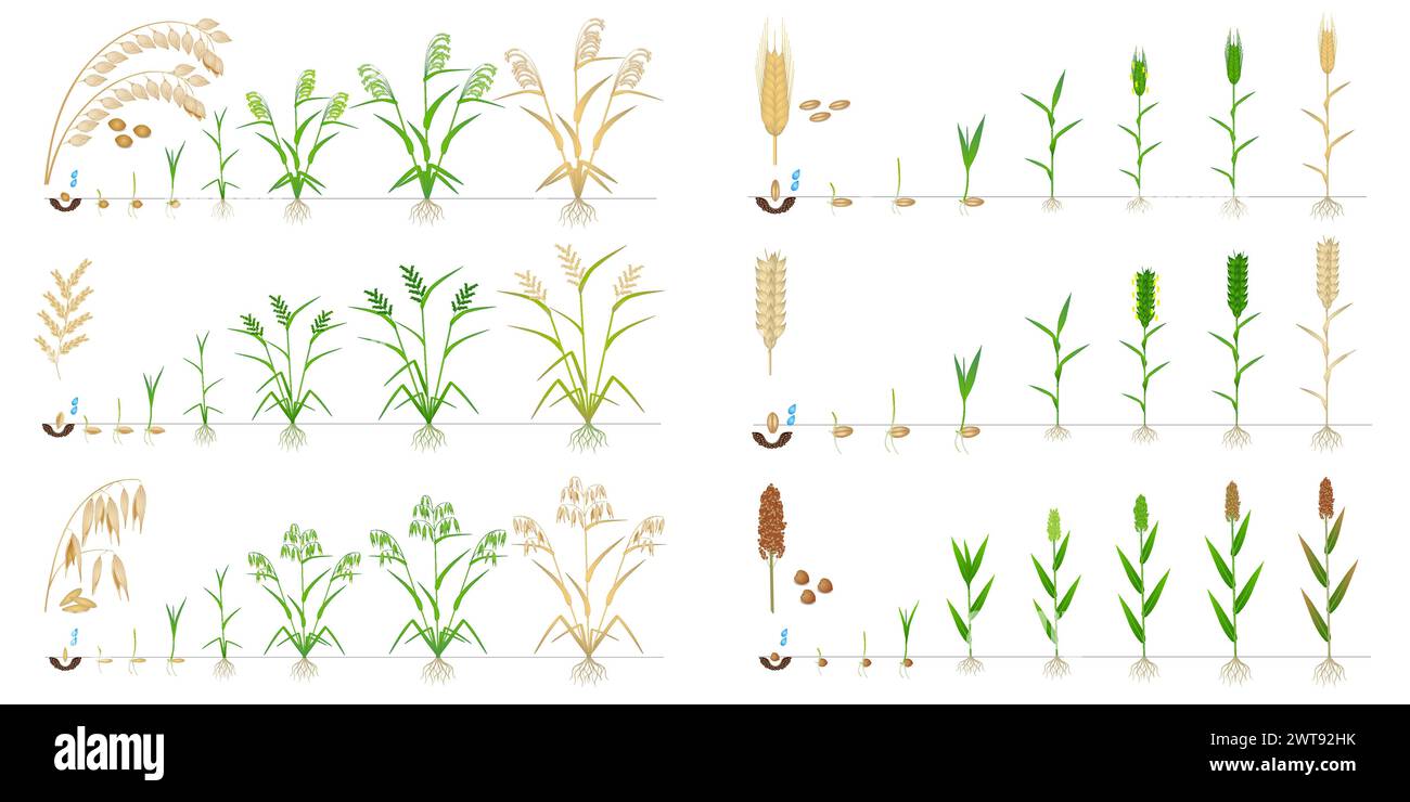Tree growth cycles Cut Out Stock Images & Pictures - Alamy