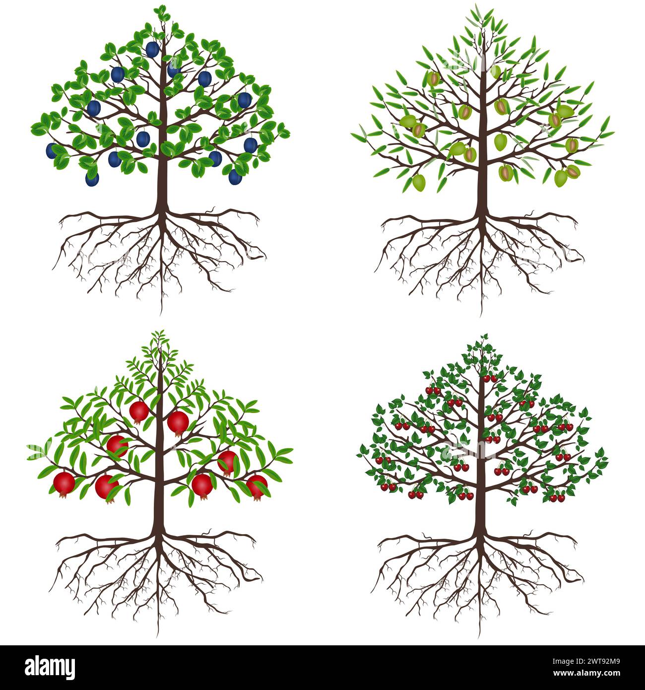 Set of fruit trees on a white background Stock Vector Image & Art - Alamy