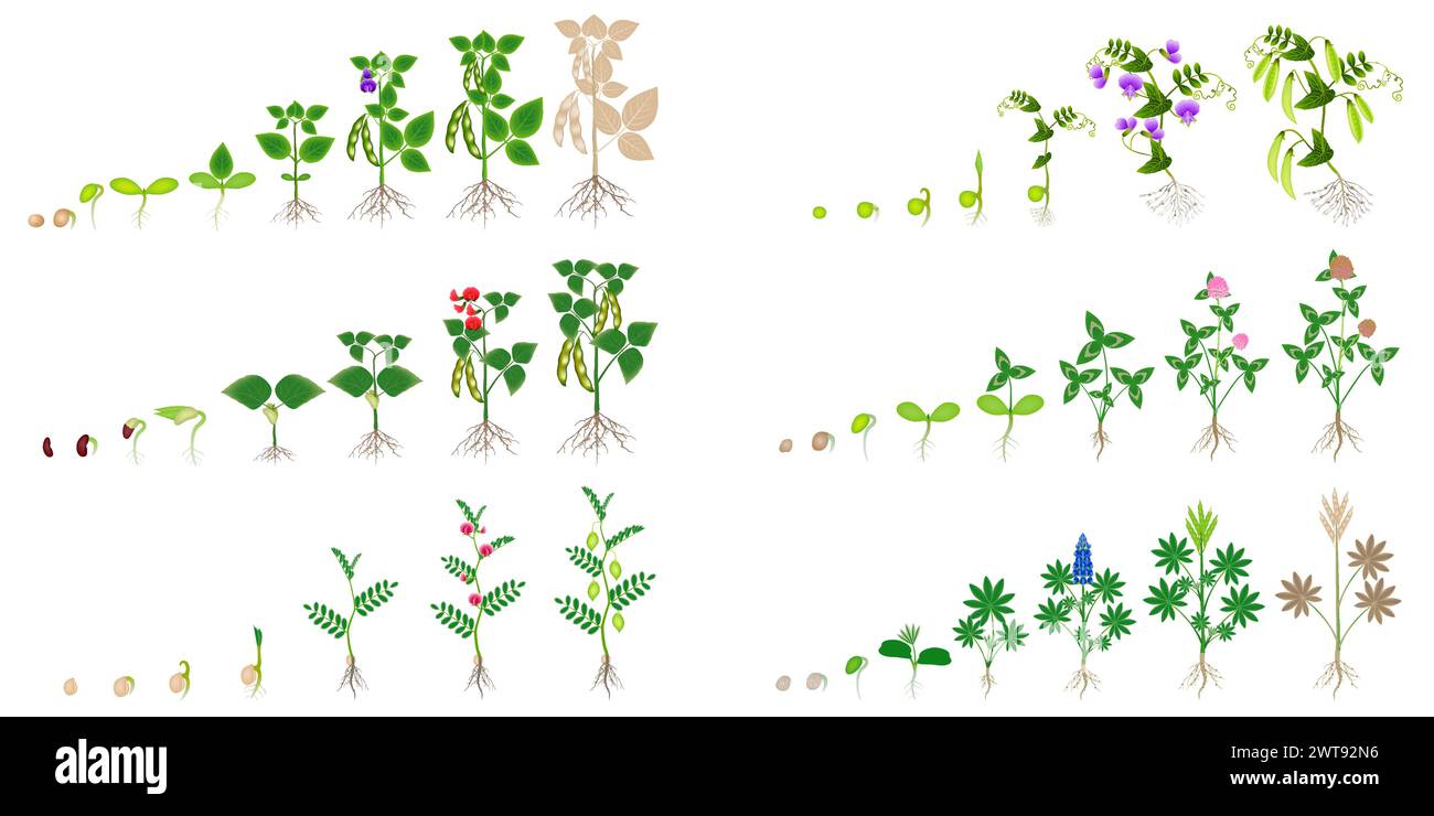 Set of growth cycles of leguminous plants on a white background Stock ...