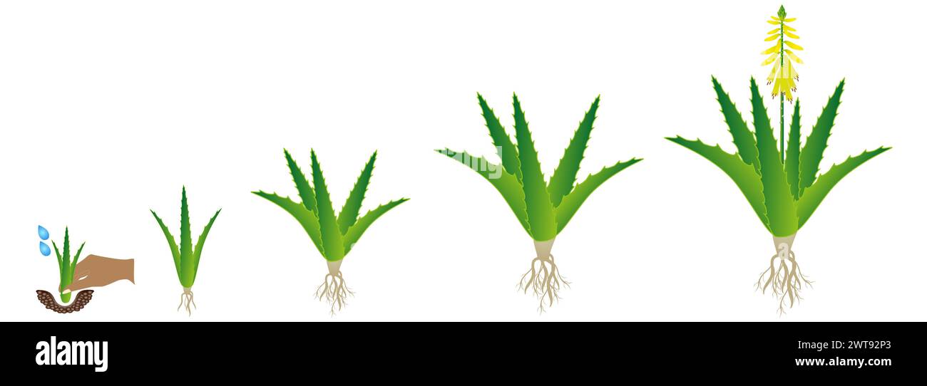 Cycle of growth of aloe vera plant on a white background Stock Vector ...