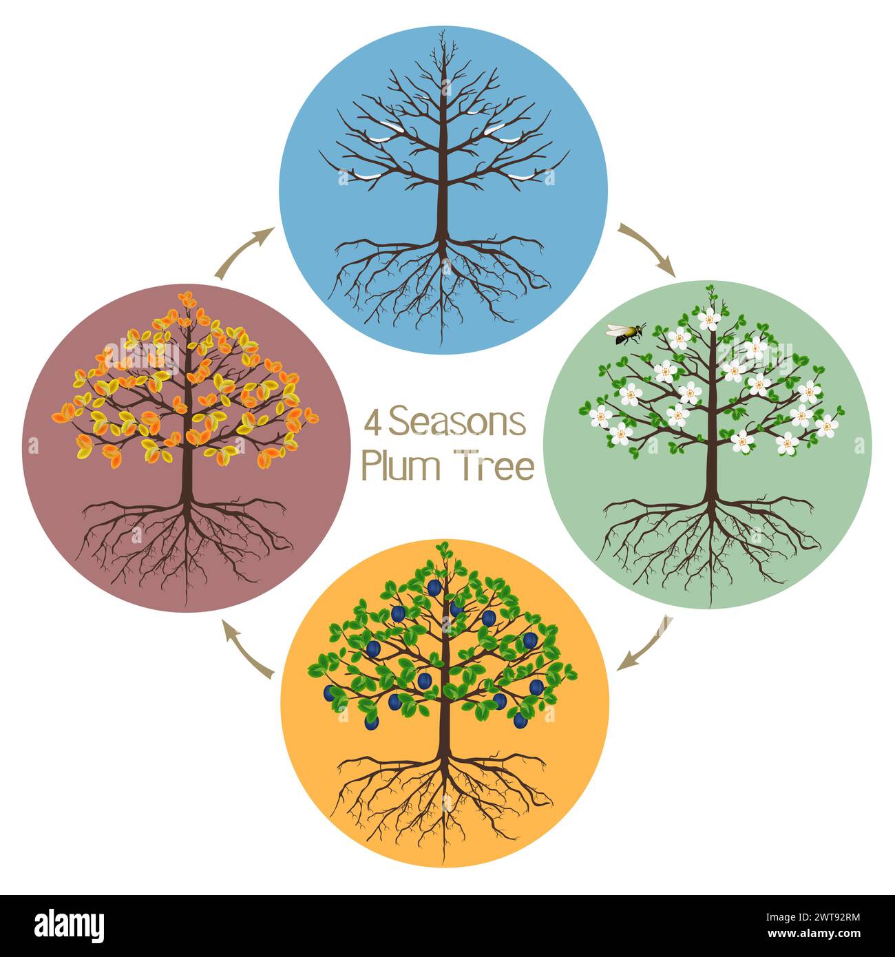 Snow on plum tree Stock Vector Images - Alamy