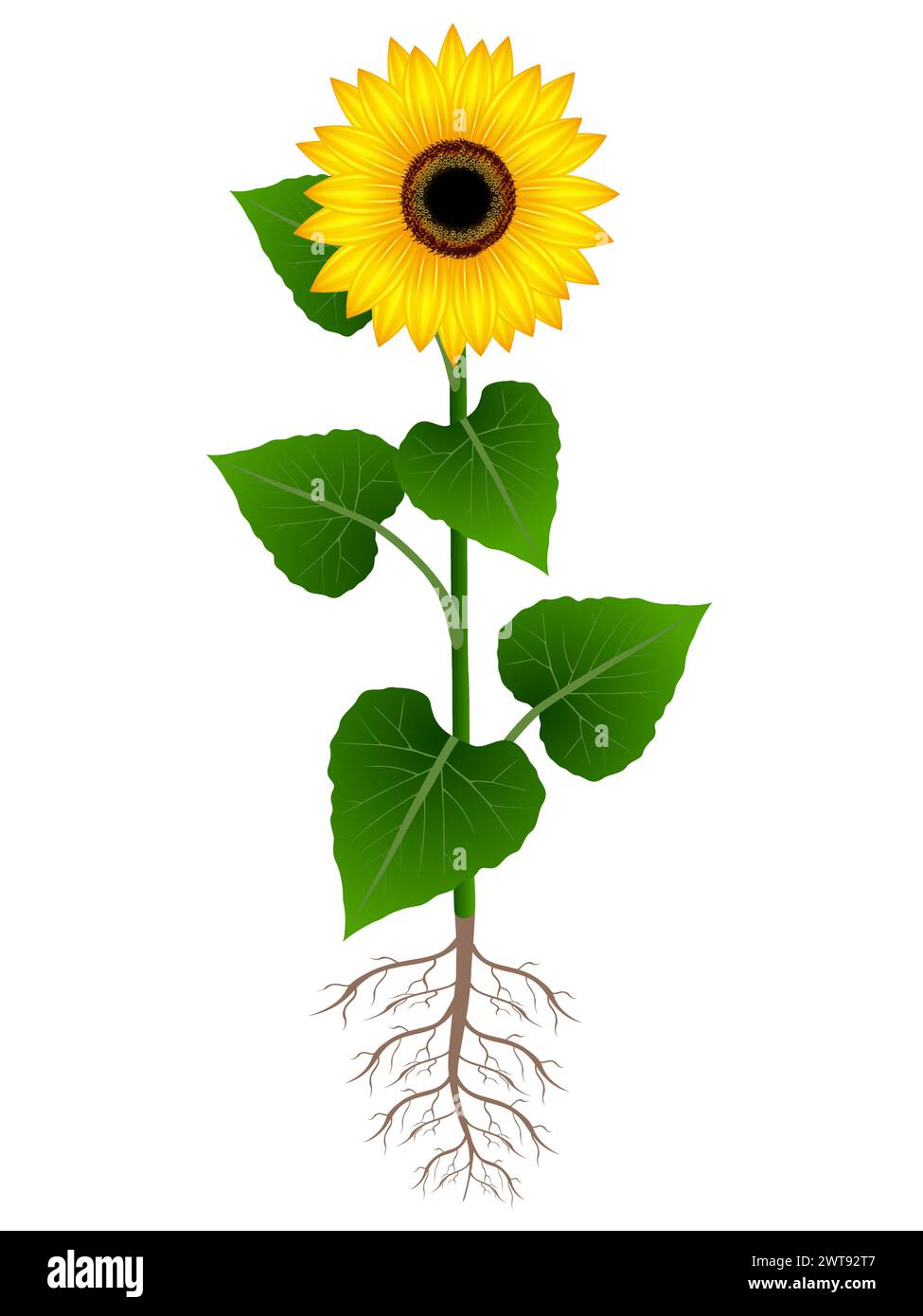 Sunflower root Stock Vector Images - Alamy