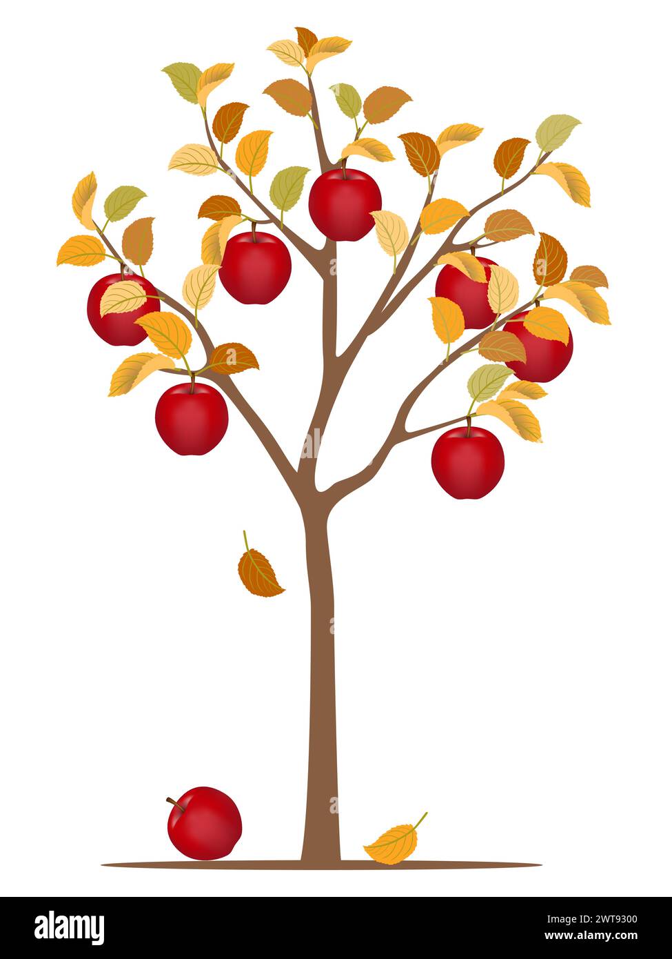 Apple tree in autumn isolated on white background Stock Vector Image ...