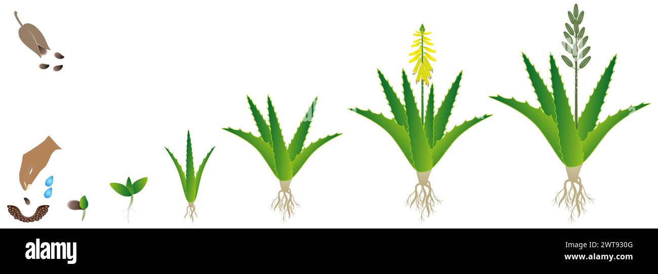 Cycle of growth of aloe vera plant from seed on a white background ...