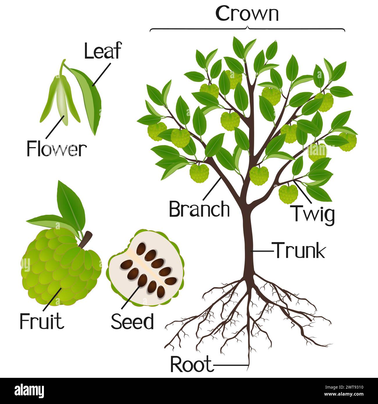 Cherimoya fruit tree Stock Vector Images - Alamy