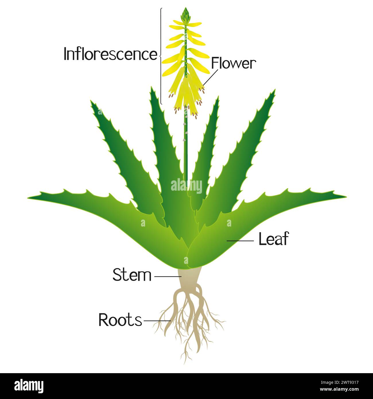 Parts of aloe vera plant on a white background Stock Vector Image & Art ...