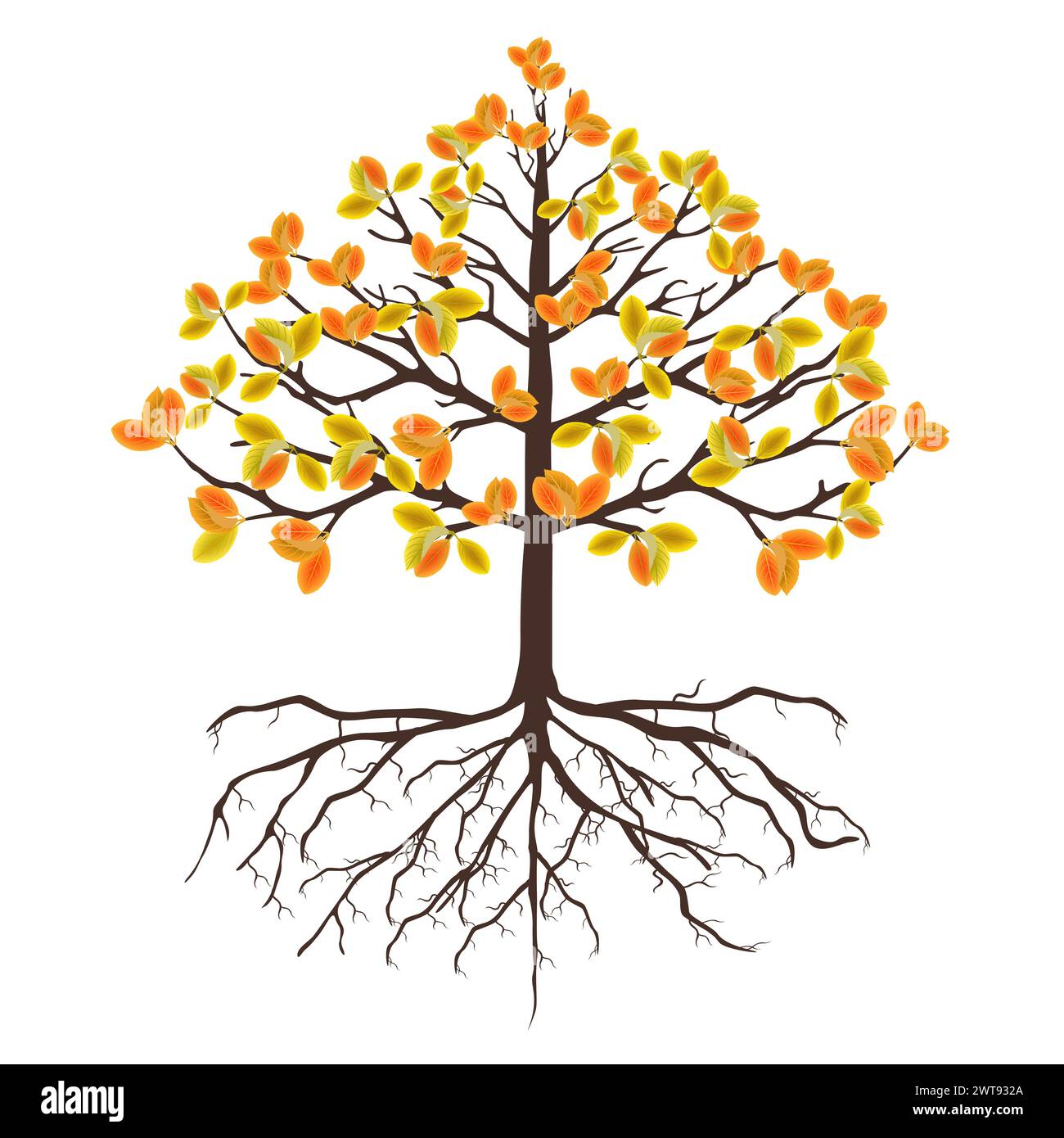 Autumn tree with roots and leaves on a white background Stock Vector ...