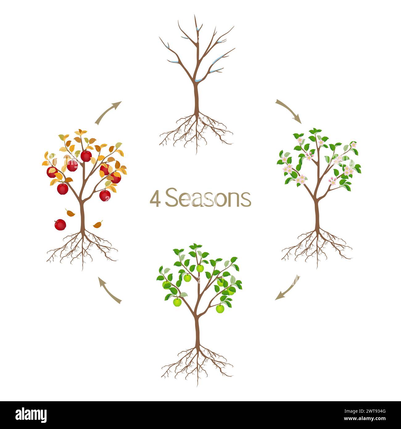 Four seasons apple tree on a white background Stock Vector Image & Art ...