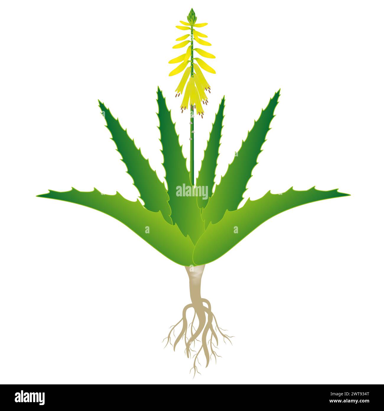 Aloe vera plant with flowers and roots on a white background Stock ...