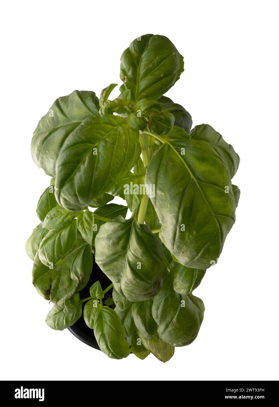 Fresh basil plant in pot isolated on white background. Top view Stock ...