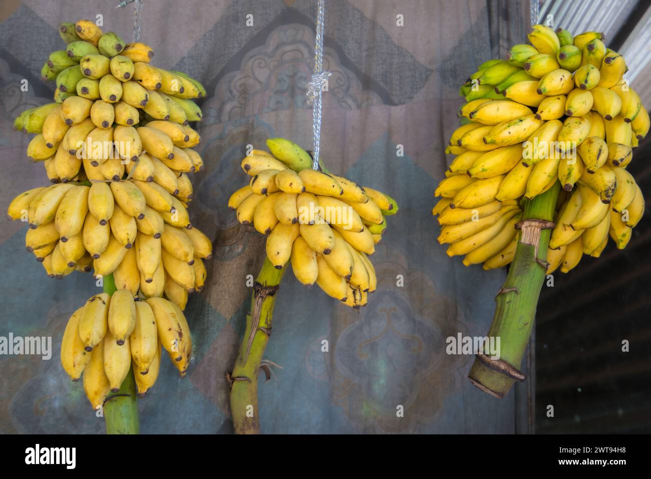 Golden Bananas Hanging at a Fruit Stand in Sri Lanka. A fruit stand in ...