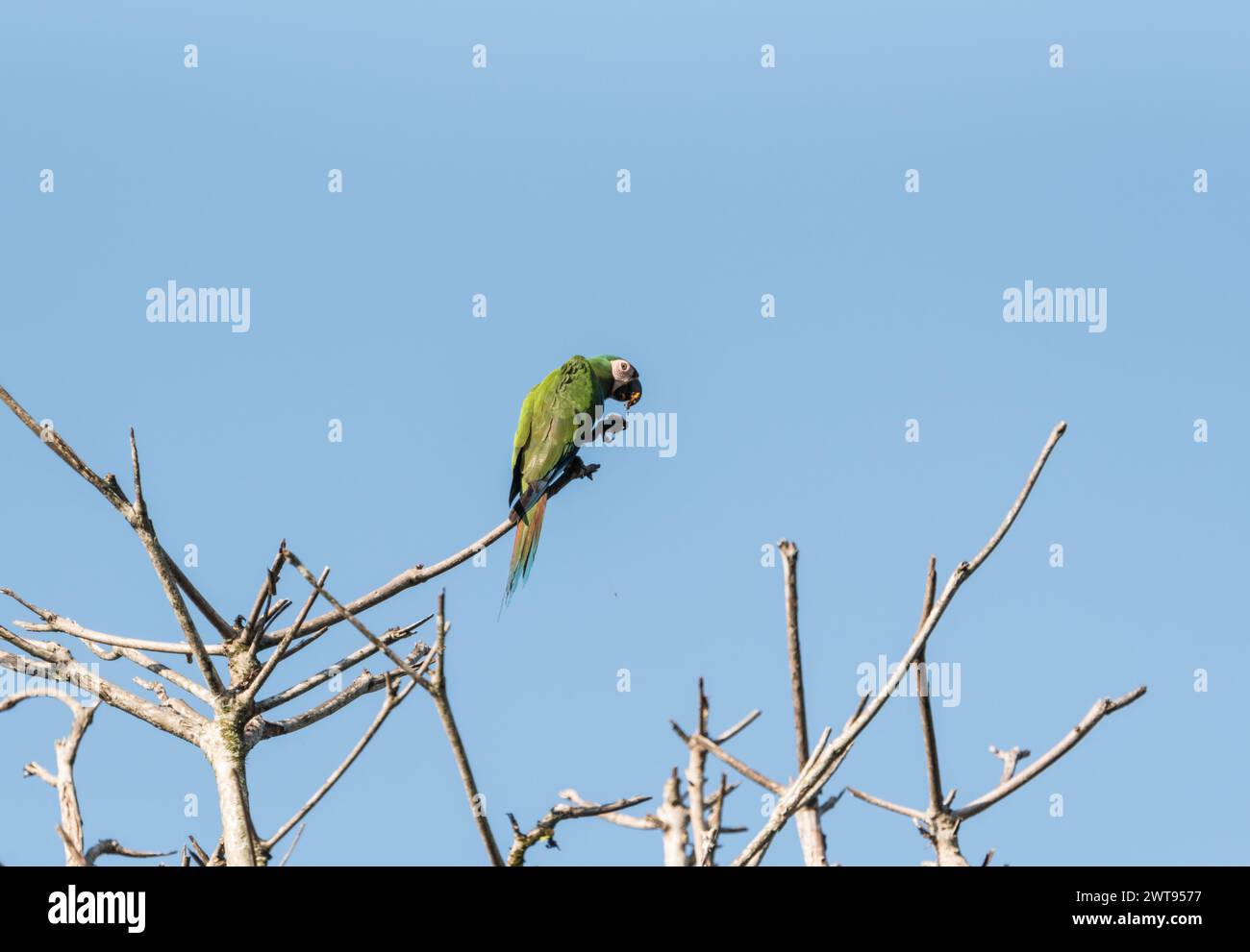 Feeding Chestnut-fronted Macaw (Ara severus) perched in a tree at Rio ...