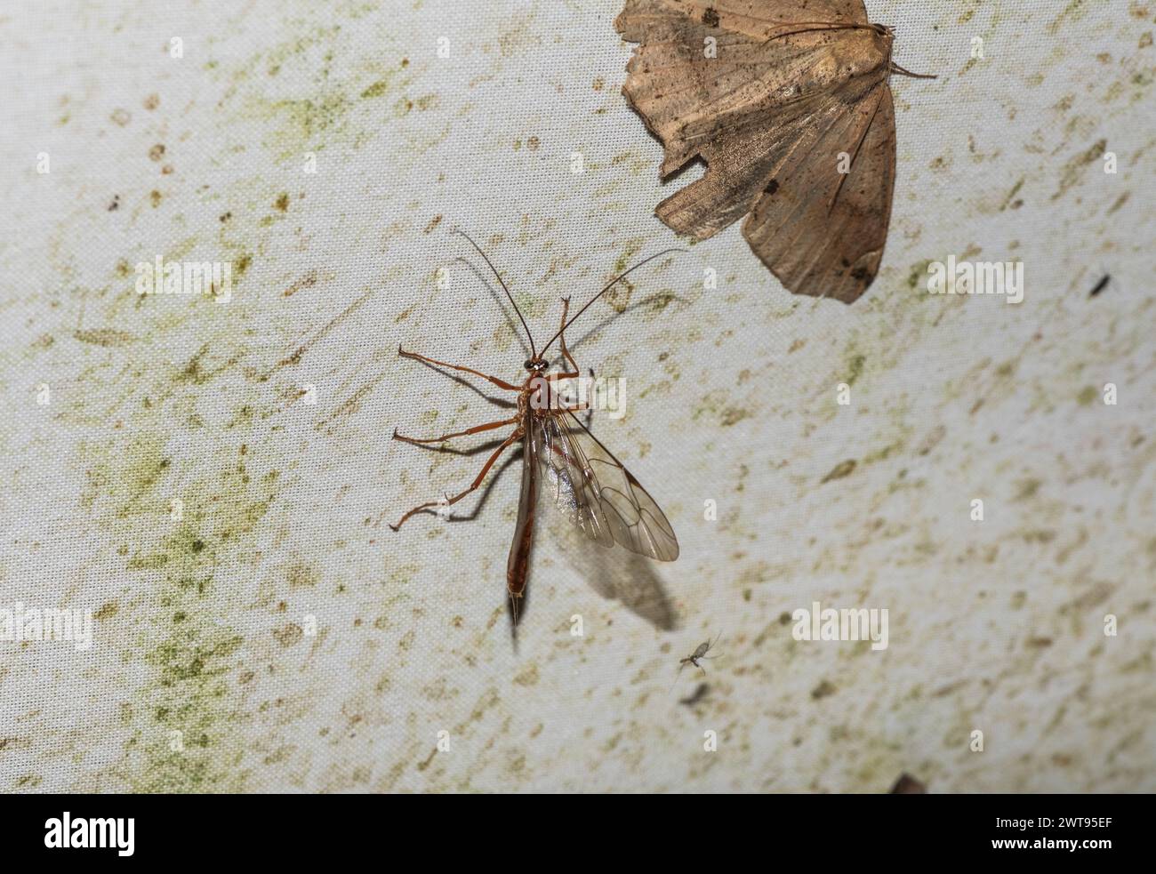 Ichneumon Wasp (Netelia sp.) at a moth trap in Rio Blanco, Colombia ...