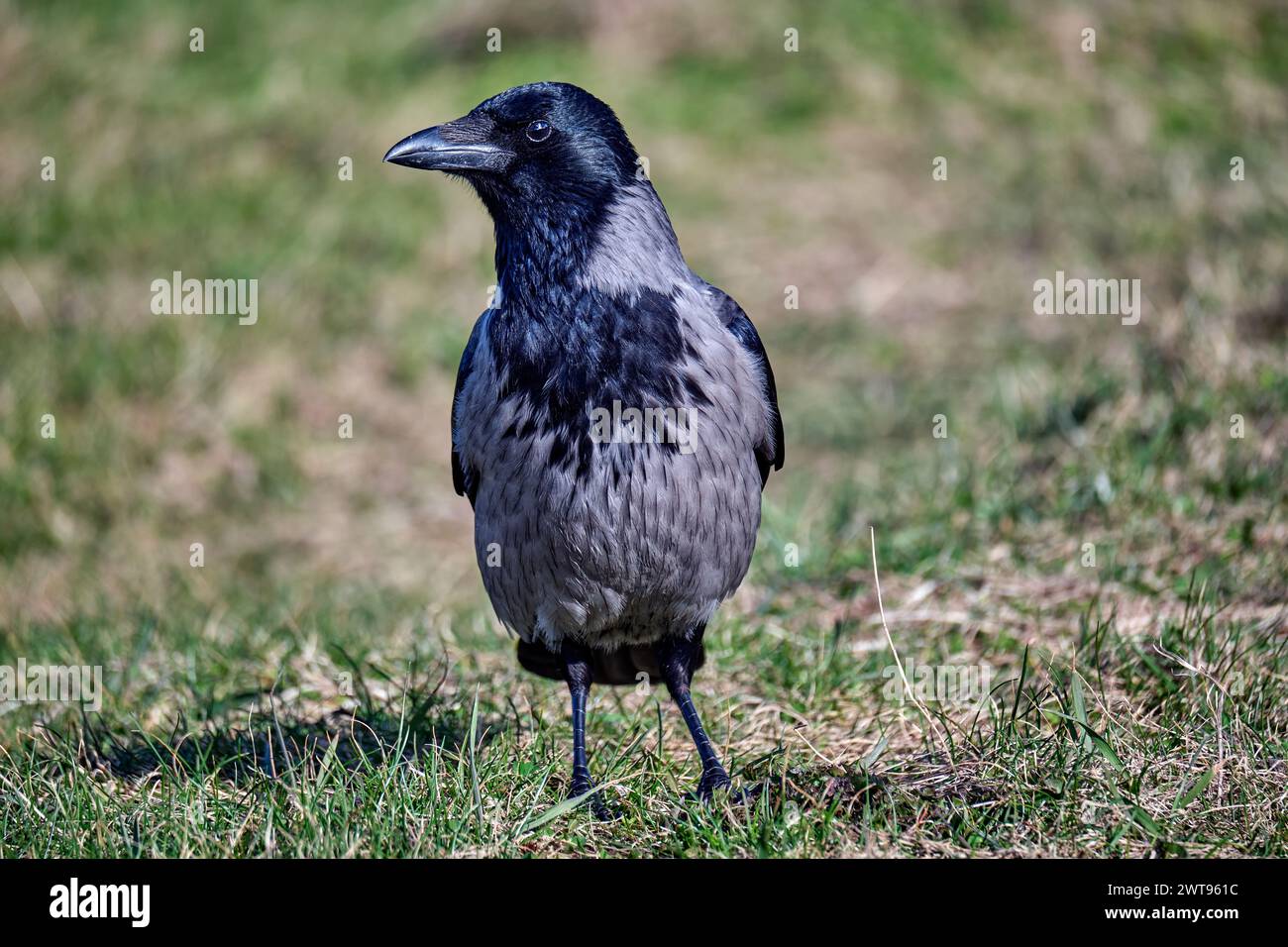 Crow watching hi-res stock photography and images - Alamy