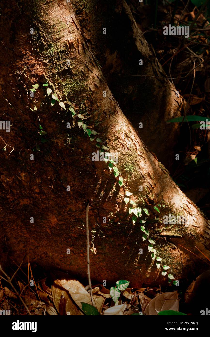 Climbing spot hi-res stock photography and images - Alamy