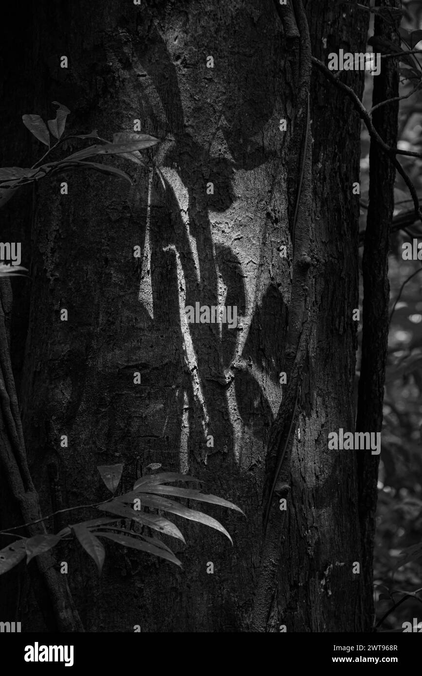Leaves shadow on white Black and White Stock Photos & Images - Alamy