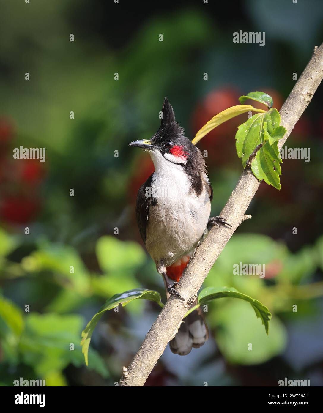 Portrait of red-whiskered bulbul.red-whiskered bulbul, or crested ...