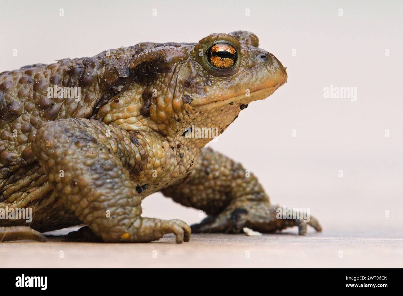 Common toad Bufo bufo female. Huge frog from Czech republic. Mating ...