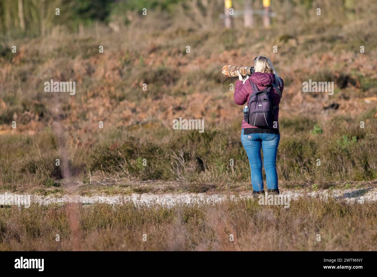 Godalming, UK. 16th Mar, 2024. Thursley Common, Elstead. 16th March ...