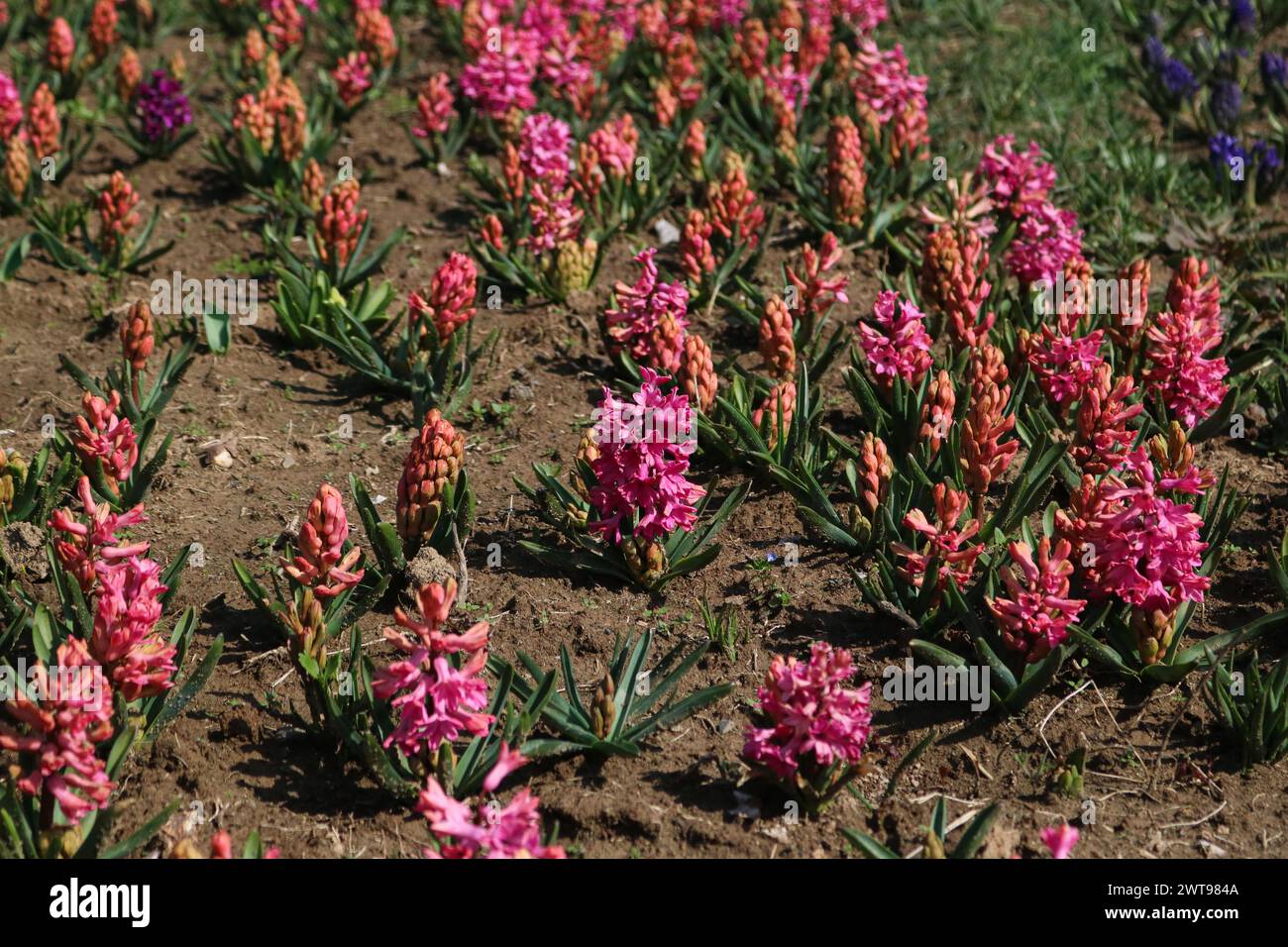 Srinagar, India. 16th Mar, 2024. March 16, 2024, Srinagar, India ...