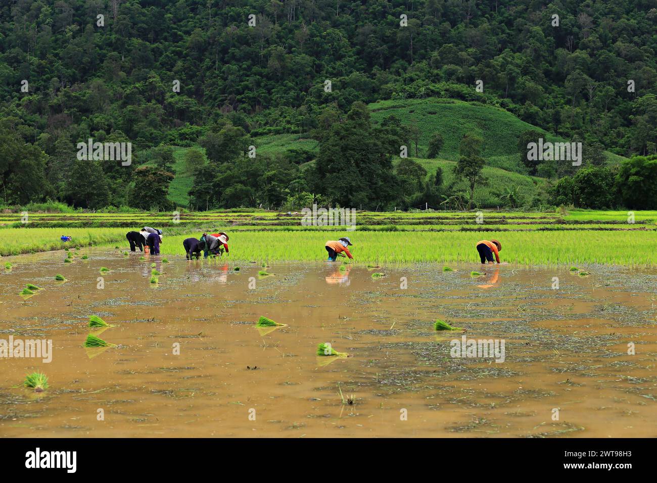 Patterns of plowing and rice cultivation (past farming) of Thailand ...
