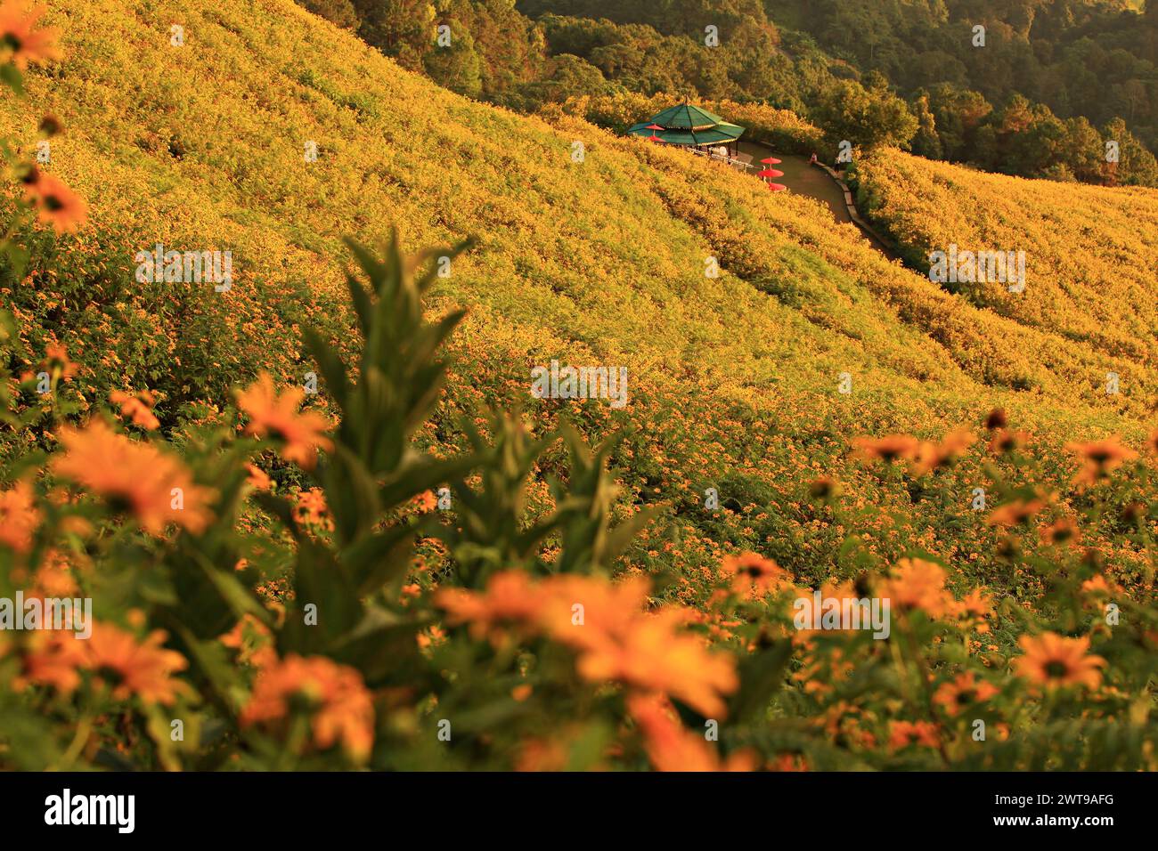 Landscape nature of Tung Bua Tong flowers or Mexican sunflower field ...