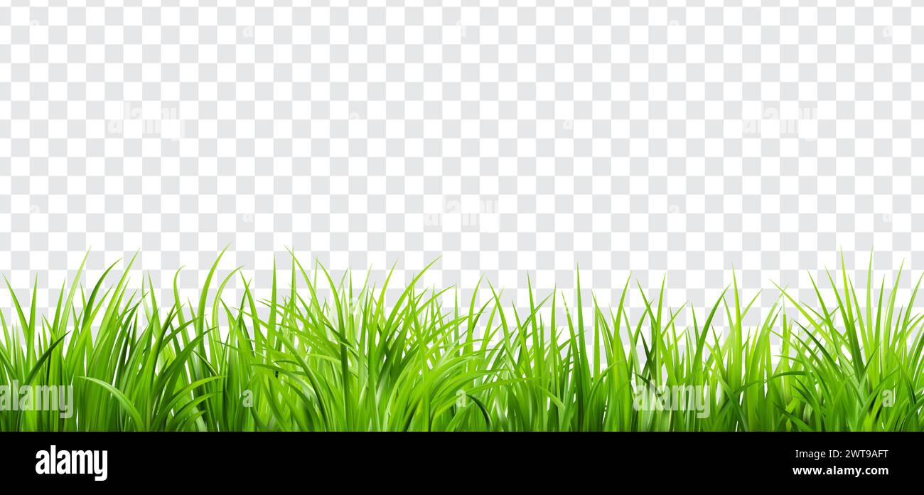Realistic green grass. Bushes of fresh greens. Spring meadow Stock ...