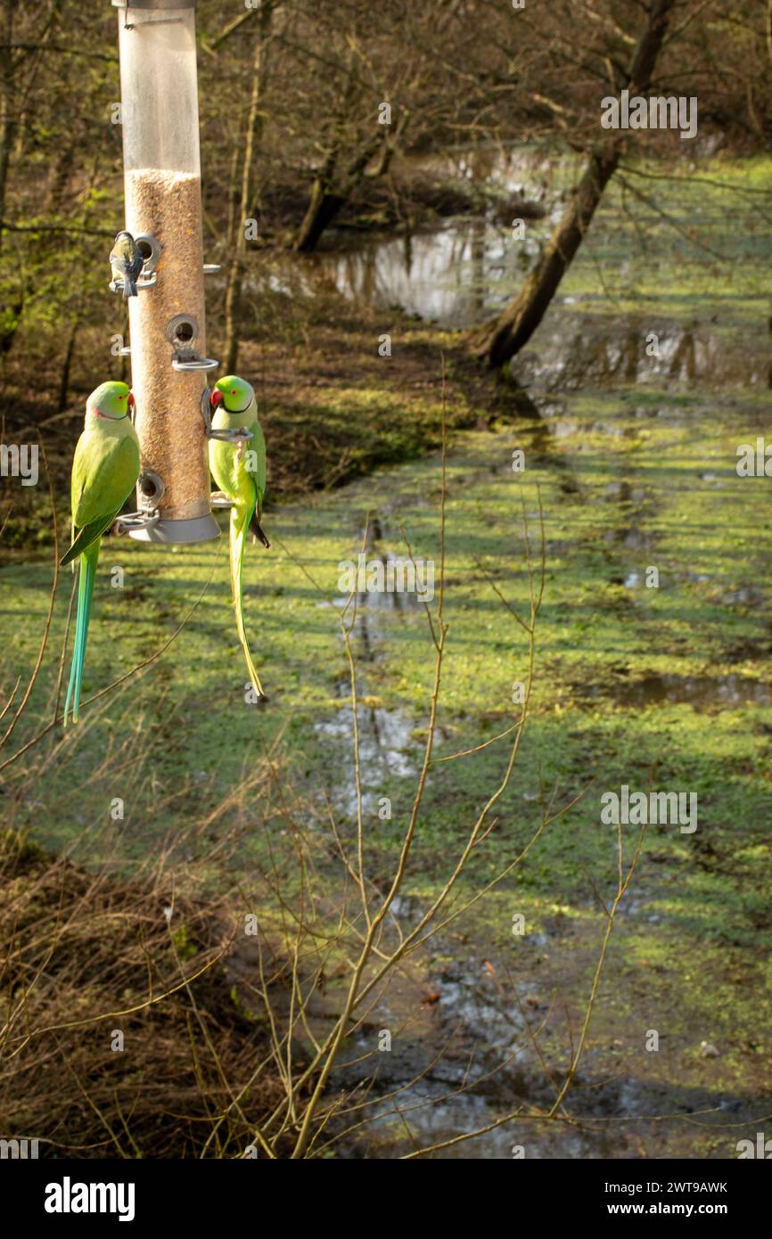 Wildlife image of green parrot on plastic feeder over algae covered ...