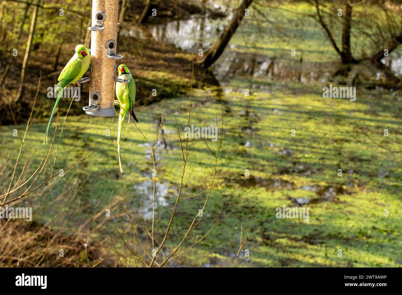 Wildlife image of green parrot on plastic feeder over algae covered ...