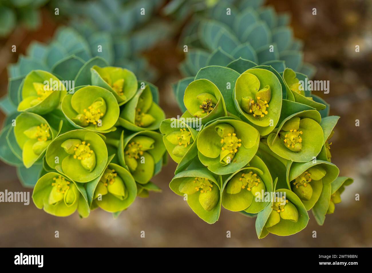 Natural close up intriguing plant portrait of Euphorbia myrsinites ...