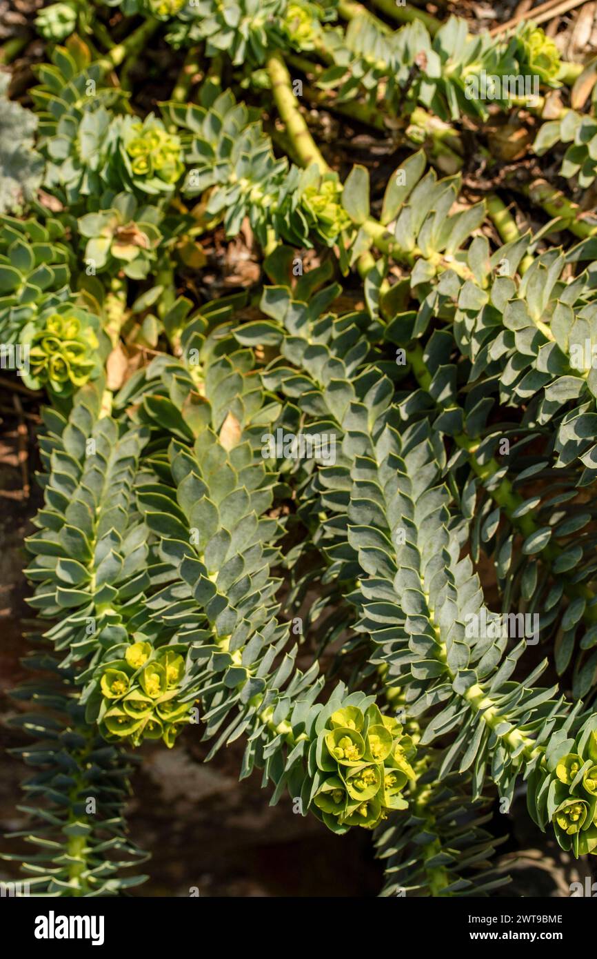 Natural close up intriguing plant portrait of Euphorbia myrsinites ...