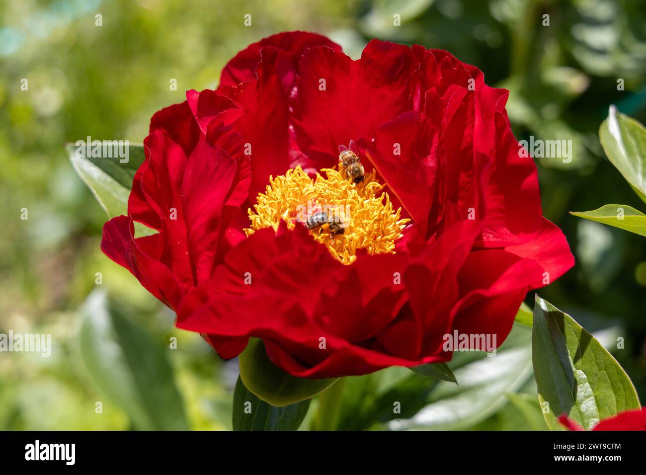 Paeonia Mackinac Grand flowers in garden. Bright red peony flowers ...