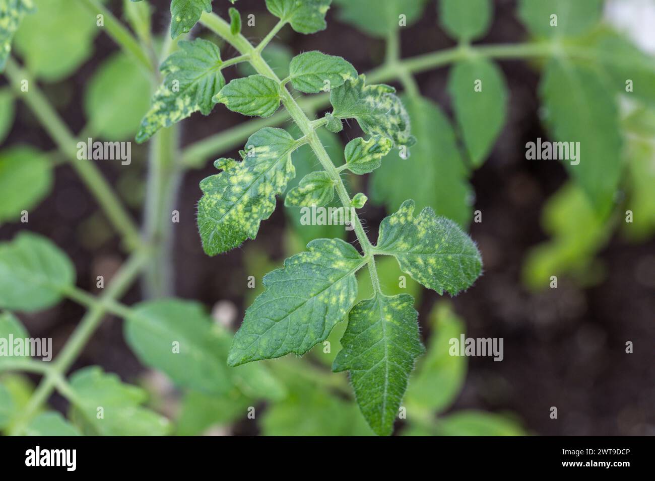 diseased tomato leaves close up Stock Photo - Alamy