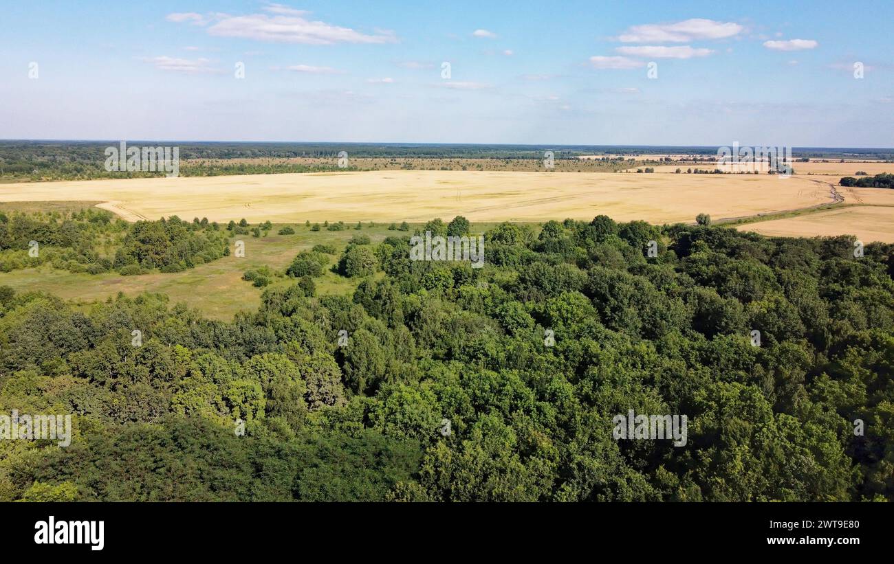 Green deciduous forest next to a farm field. Landscape from a bird's ...