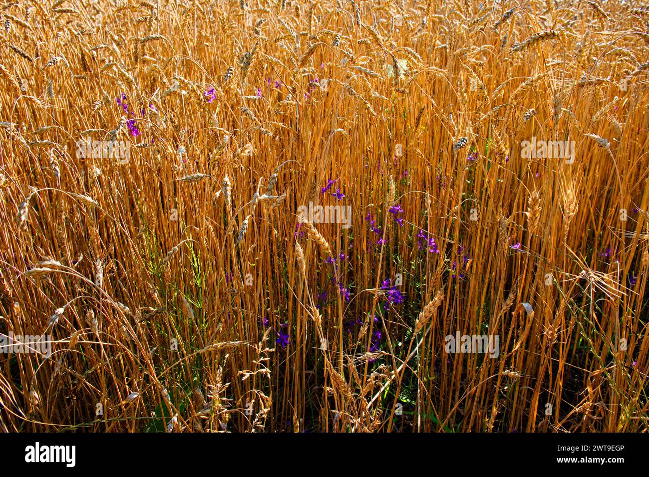 The image depicts a field of golden wheat interspersed with purple ...