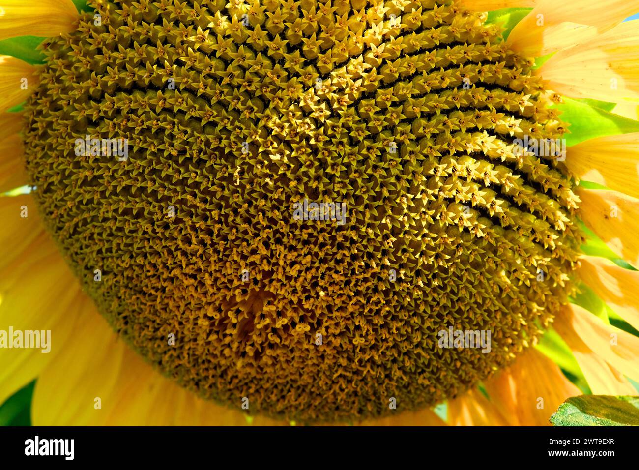 The image captures the vivid details of a blooming sunflower’s center ...