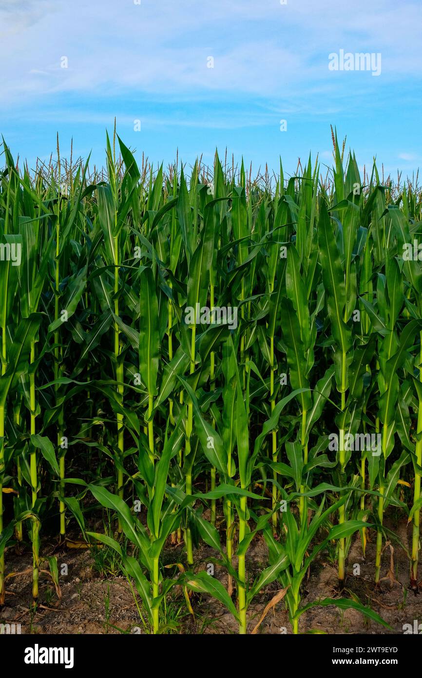 Greenery crop hi-res stock photography and images - Alamy