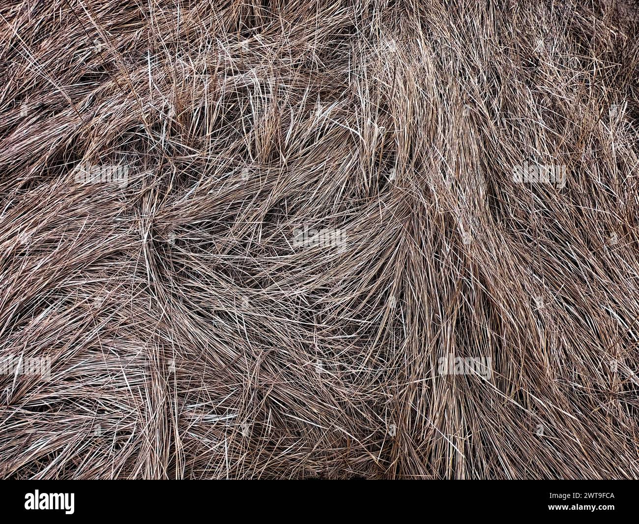 The photo captures an array of dried, brownish grass blades ...