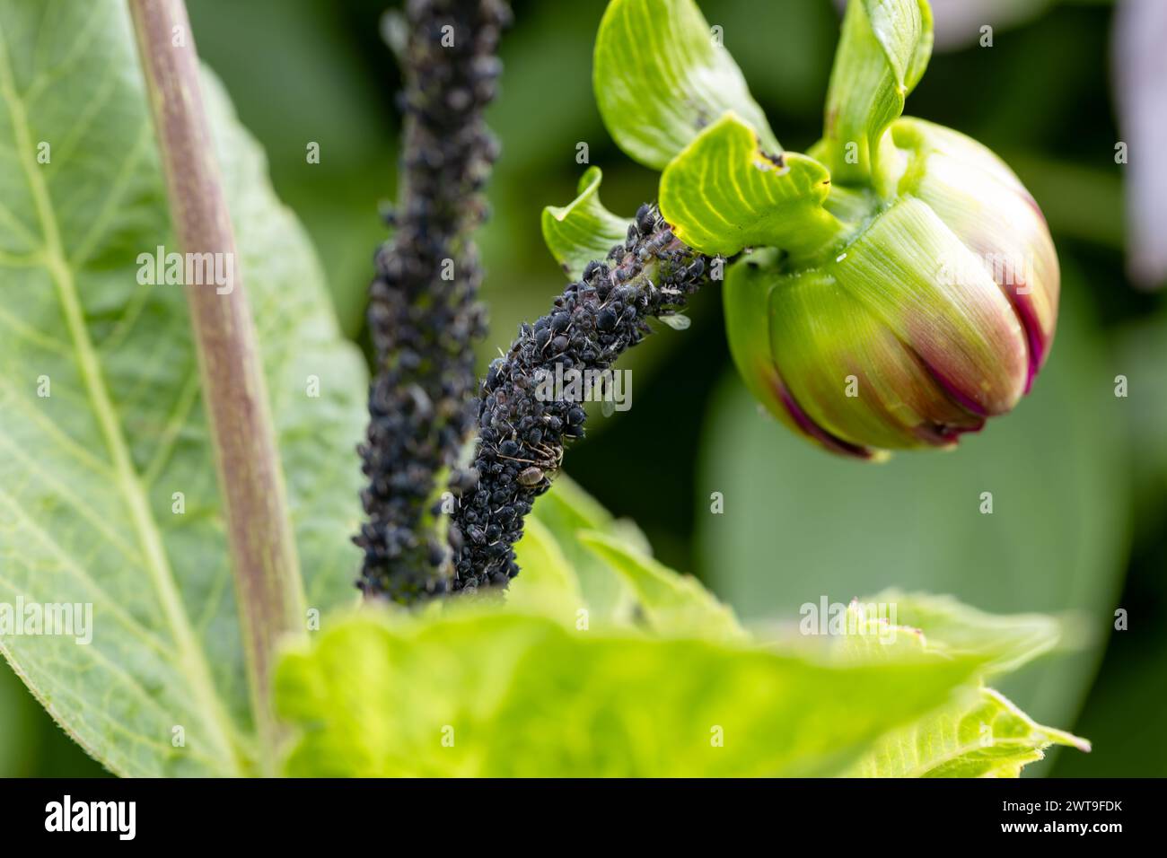 Black bean aphids aphis fabae colony on heavyly infested plant stem ...