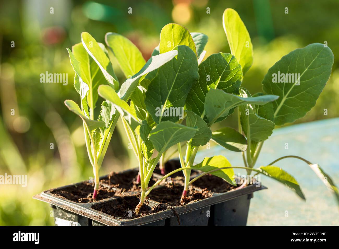 Cabbage seedlings are ready for planting in open ground. Growing ...