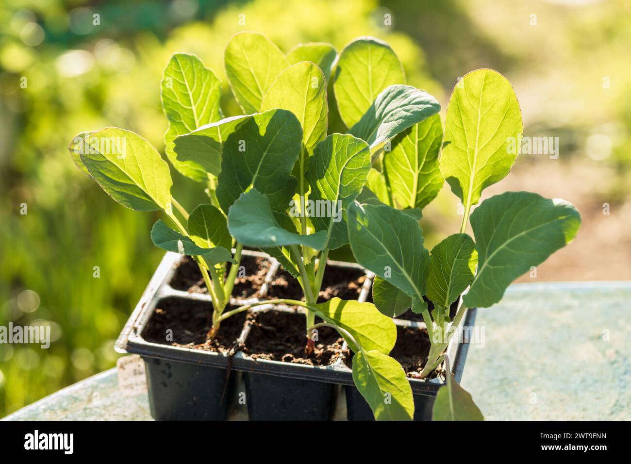 Cabbage seedlings are ready for planting in open ground. Growing ...
